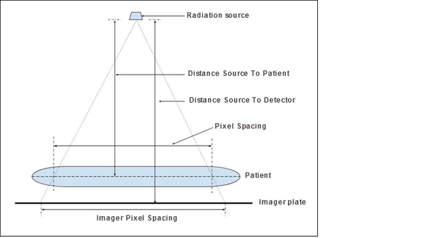 Measurement Calibration for Projection Radiographic Images